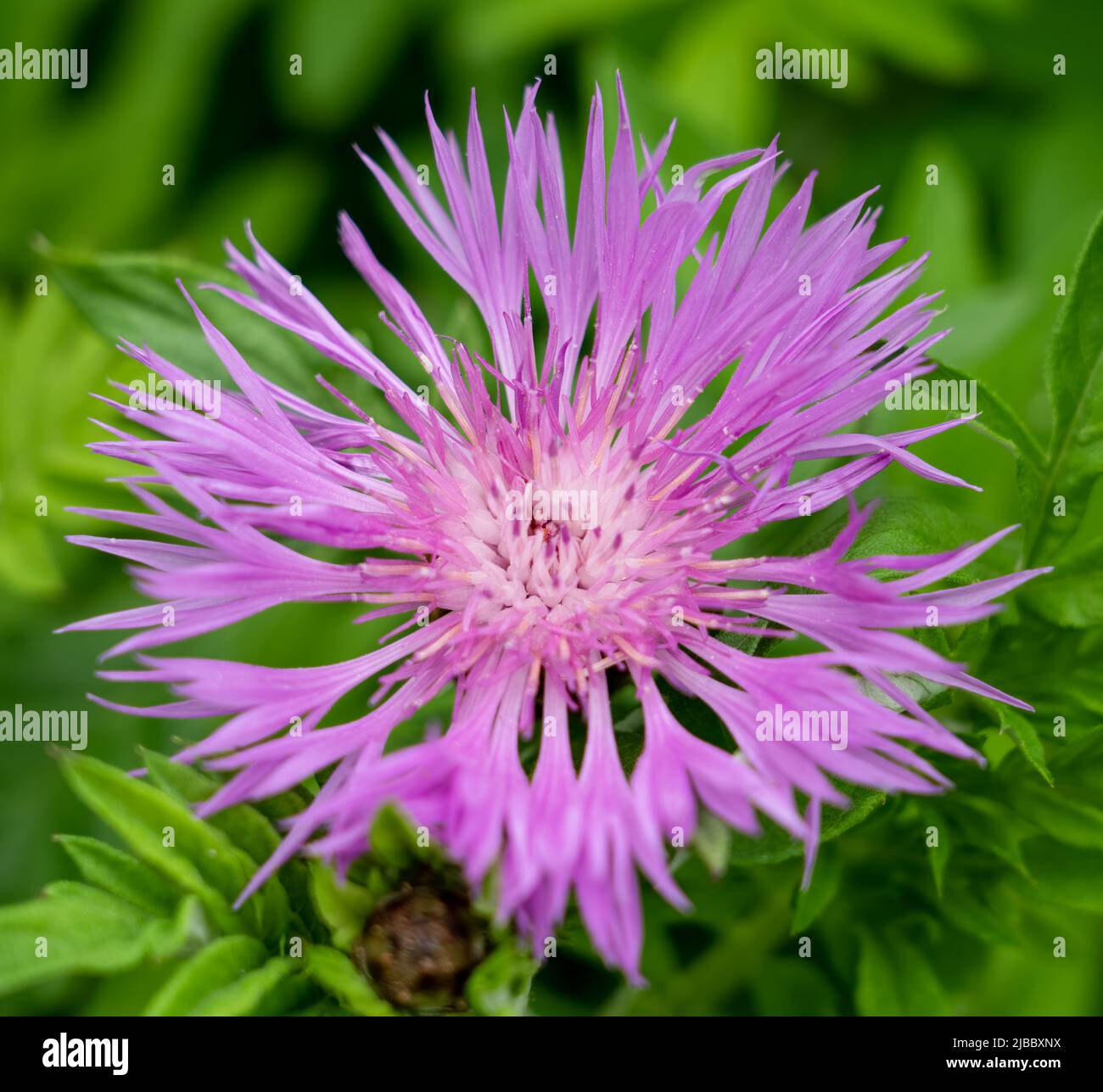 Closeup of a flowering Persian Cornflower (Centaurea dealbata Stock ...