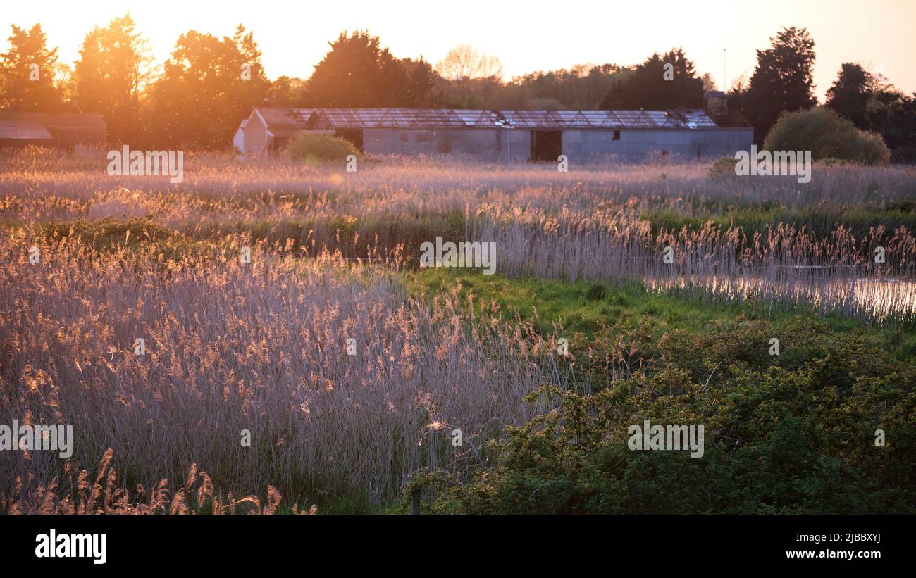 Beautiful Summer feel landscape of sunset over reed beds in Somerset ...