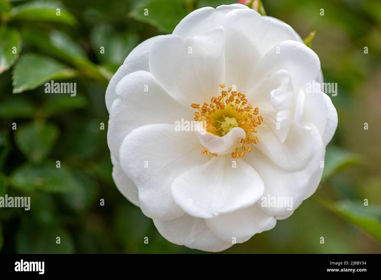 Fully open white rose with bud alongside shot in a rose garden. fully ...