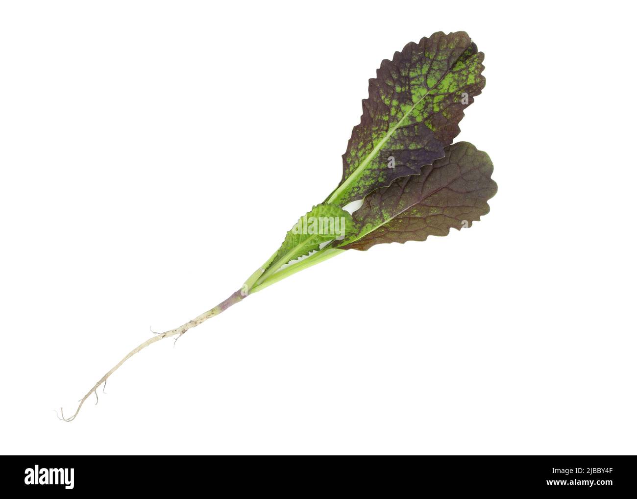 mustard leaf close up. Hybrid for salads. Lettuce mustard leaf on a ...