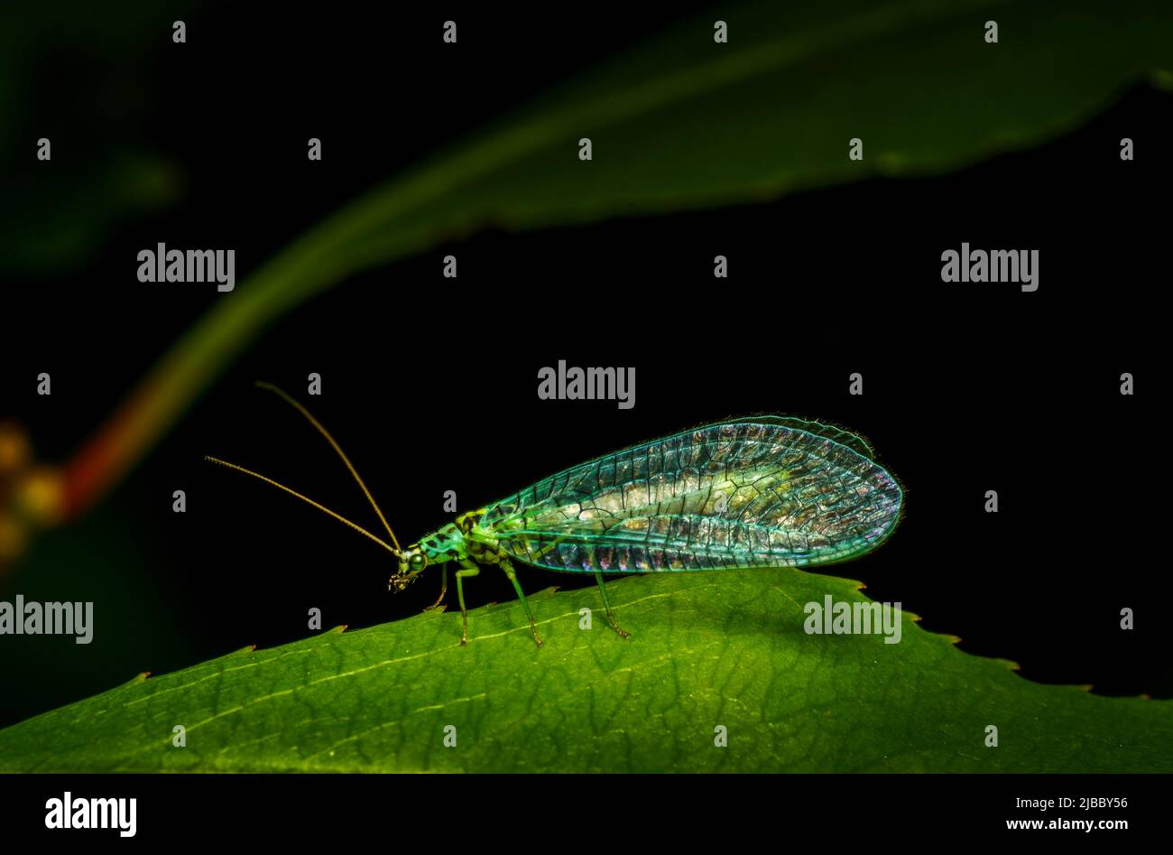 Neuroptera chrysopa perla hi-res stock photography and images - Alamy