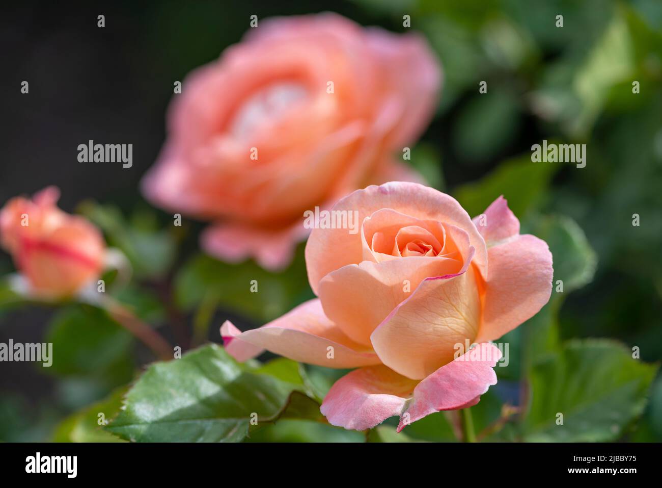 Raindrops on roses green leaf hi-res stock photography and images - Alamy