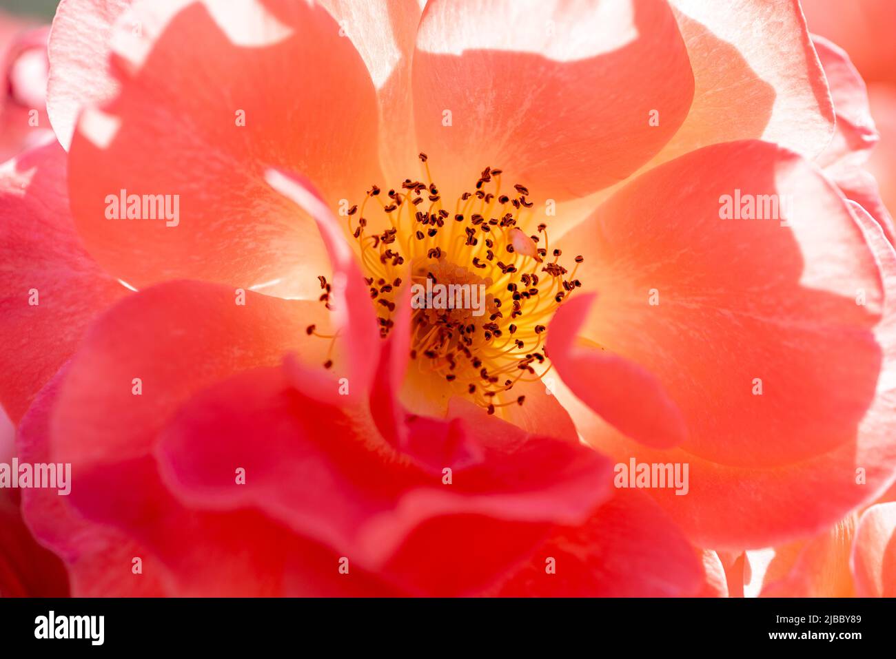 fully-opened red roses at the end of their blooming season; Red fully ...