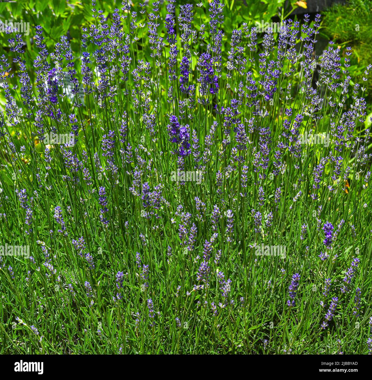 Spike lavender (lavandula latifolia) hi-res stock photography and ...