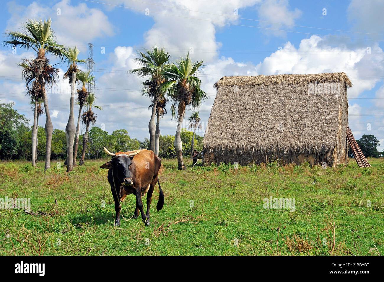 Cow at cuban Tobacco drying house, Valle de Vinales, Pinar del Rio ...