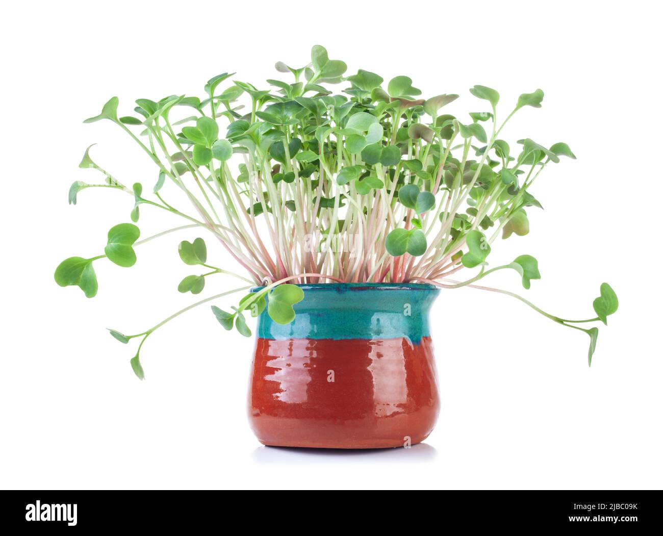 Sprouted radish seeds microgreens. Vegan and healthy eating. Seed ...