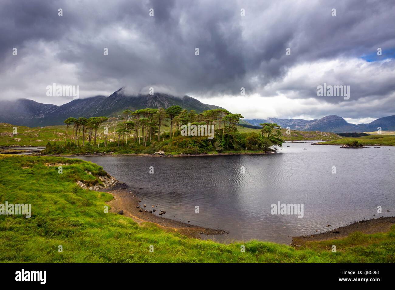 Pine Island, Connemara National Park, Ireland Stock Photo - Alamy