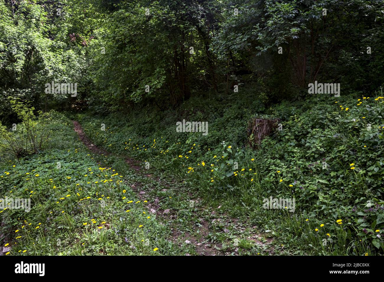 Dirt path in a forest hi-res stock photography and images - Alamy