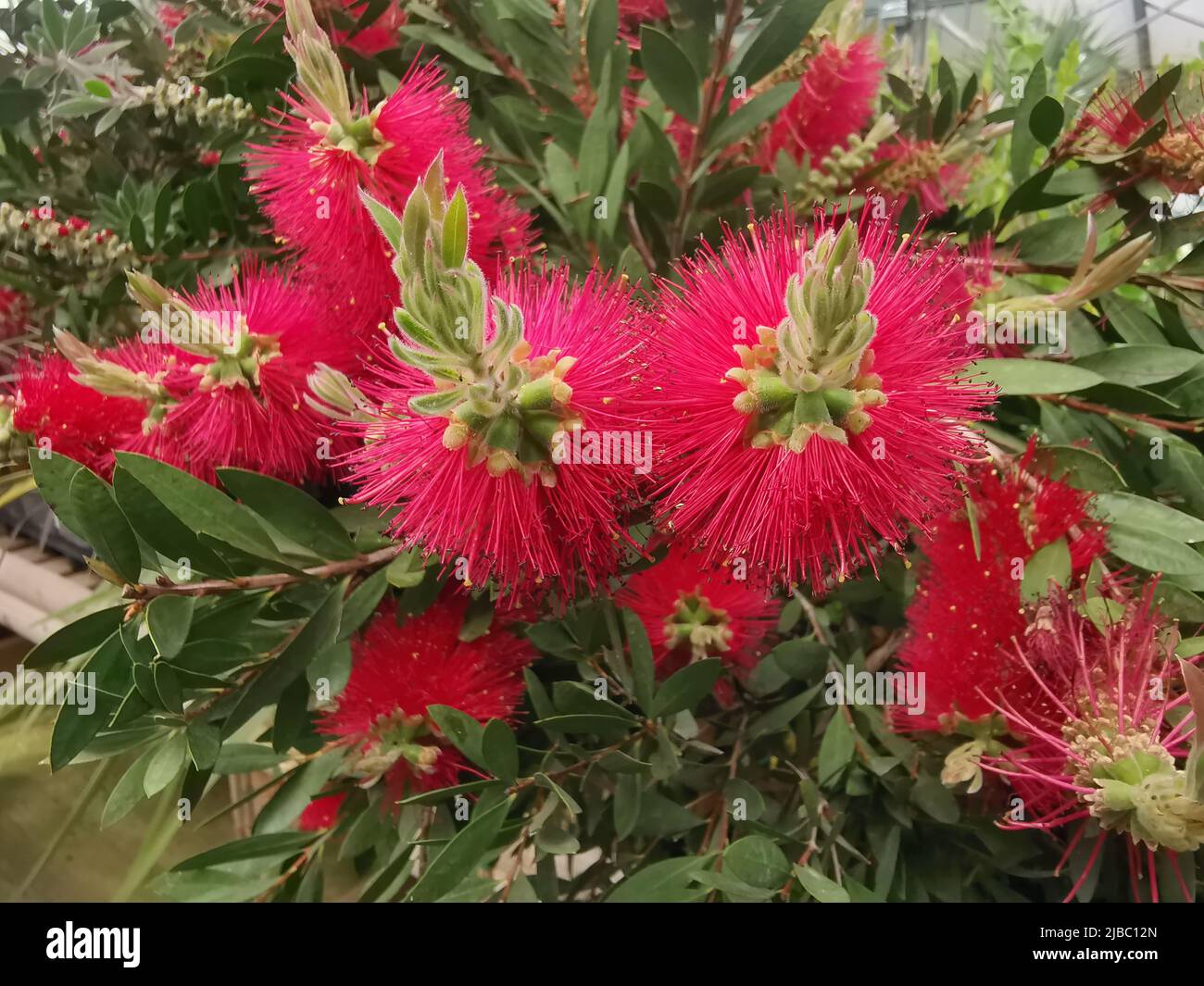 Beautiful bright red callistemon or bottle brush plant with foliage ...