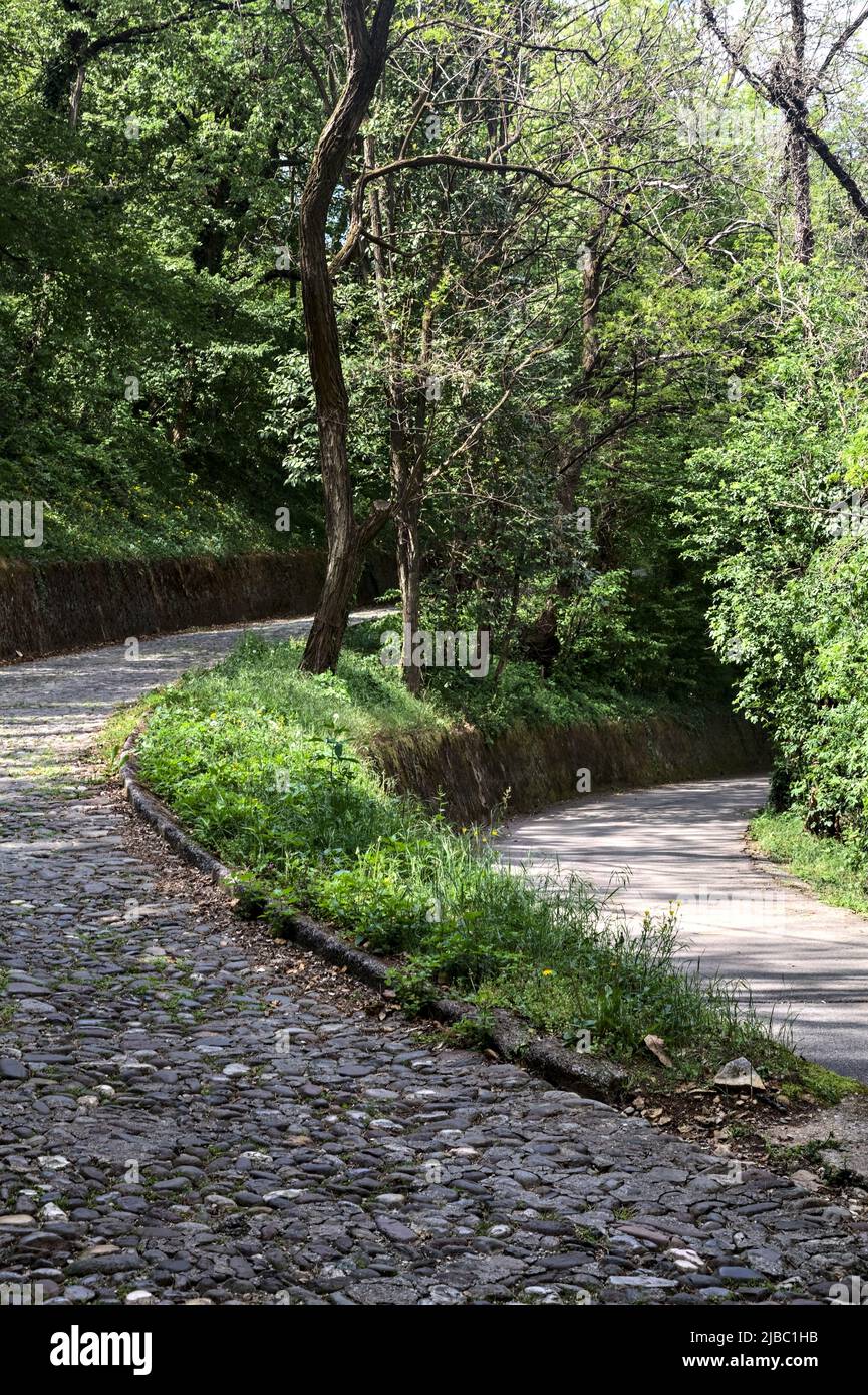 Fork in a forest road between an uphill paved road and an asphalted ...
