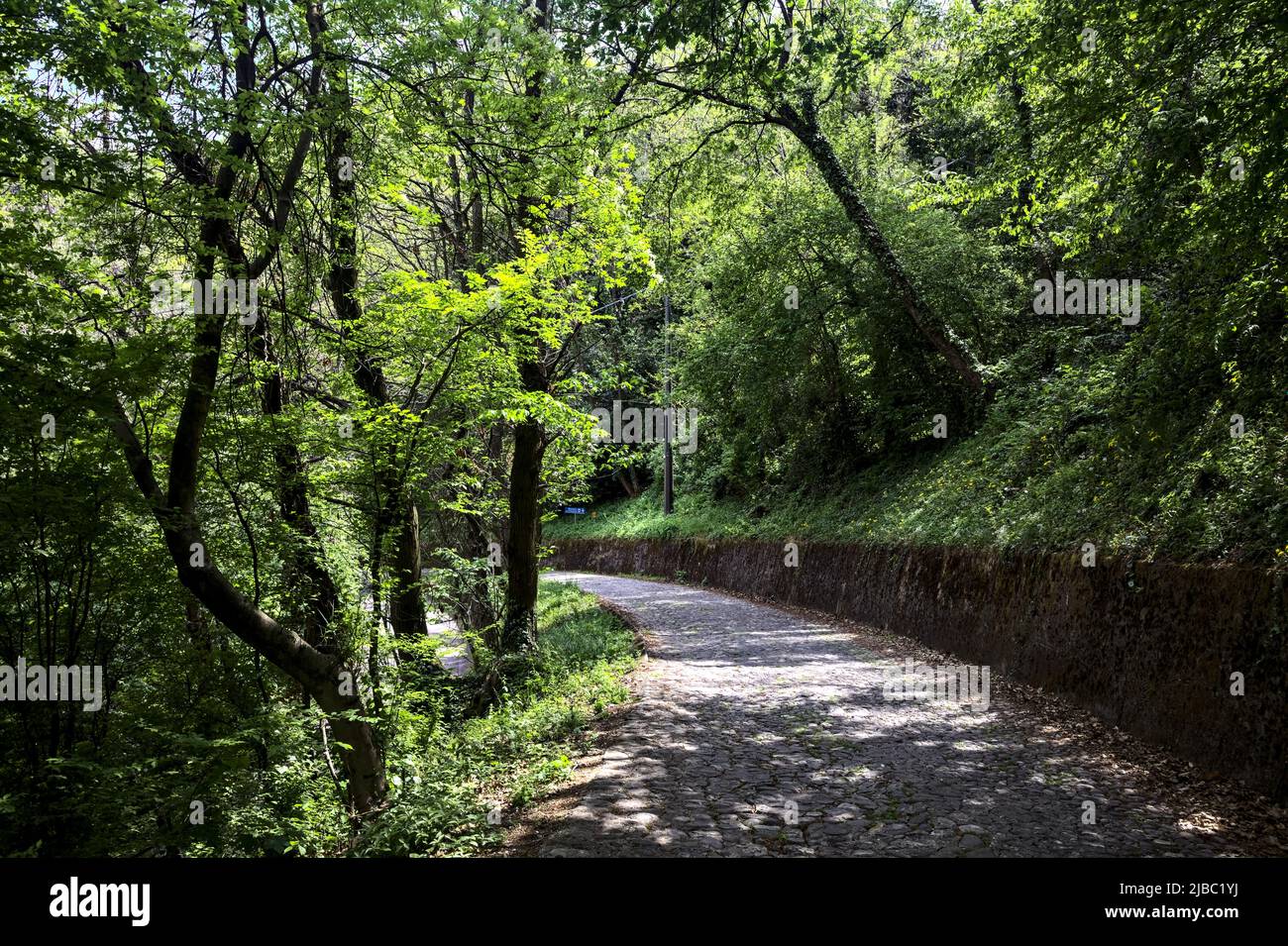Shady forest path sunbeams hi-res stock photography and images - Alamy