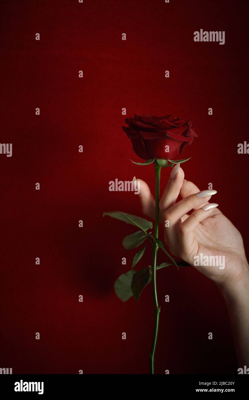 A red rose on a red background. A symbol of passion and love. No extra ...