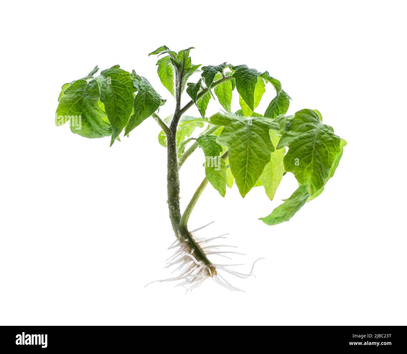 Tomato twig with roots isolated on white Stock Photo - Alamy