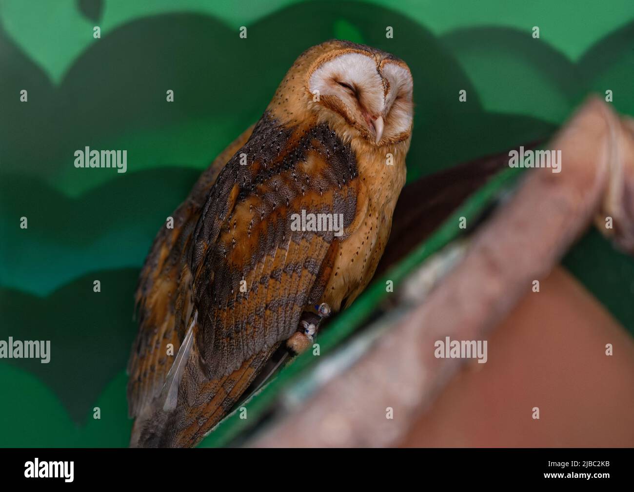 The common barn owl, Tyto alba, is dozing, sitting on a perch in the ...