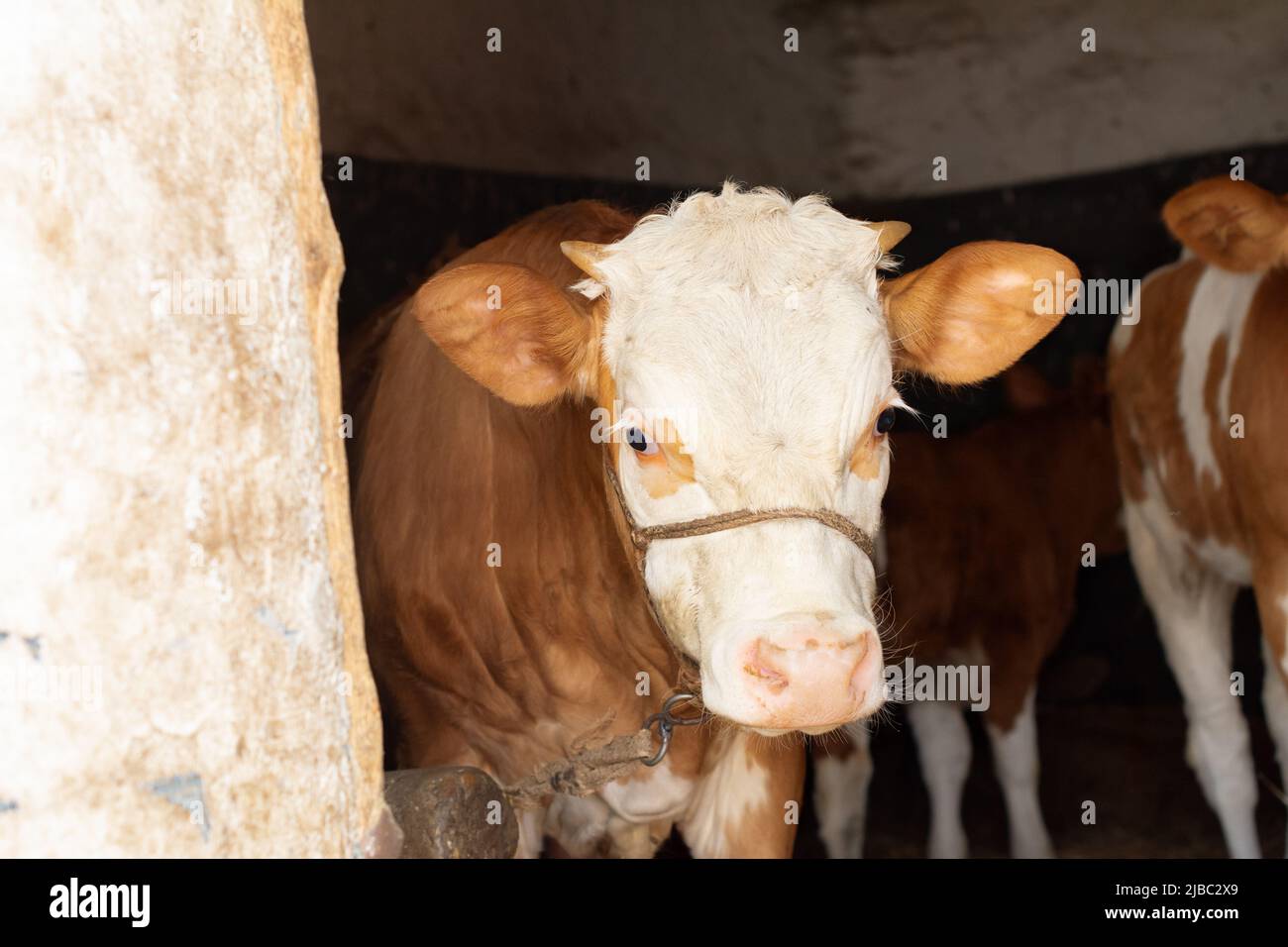 A camera took a peek at the dark stable, and a beautiful Simmental calf ...
