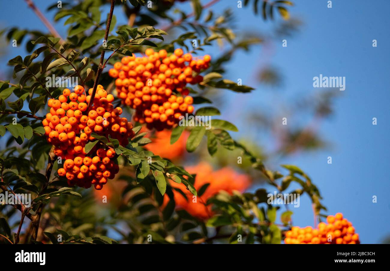 Rowan, fruit on the tree. Bundles of red rowan between the leaves in ...