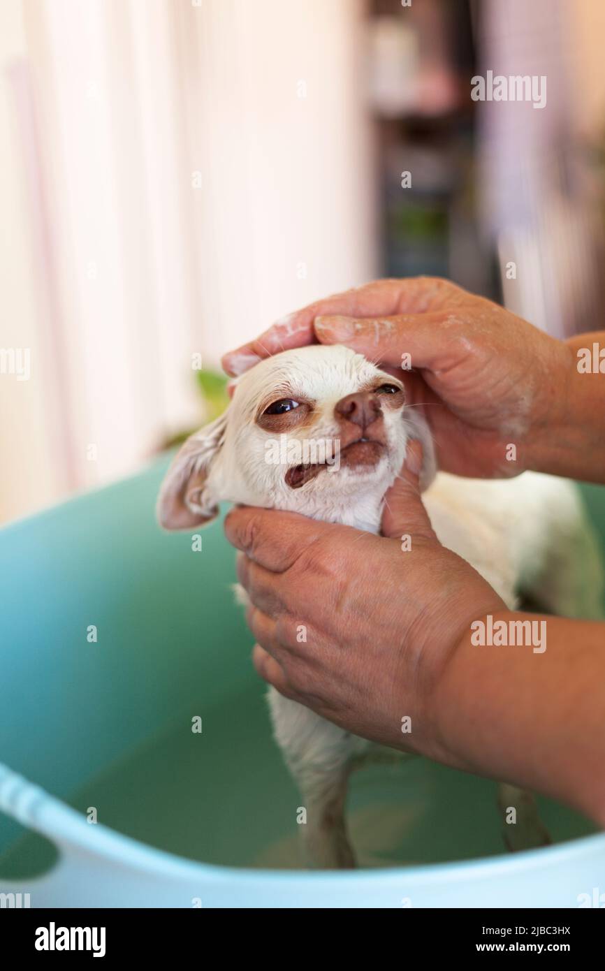 Washing small chihuahua dog, it is important to pay attention to pet ...