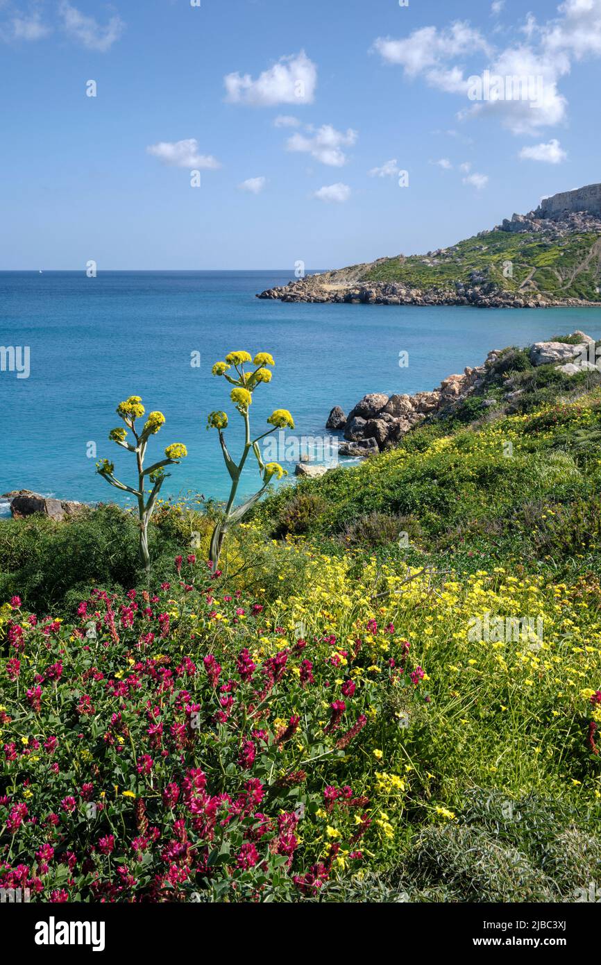 Spring flowers at Imgiebah Bay, Mellieha, Malta Stock Photo - Alamy