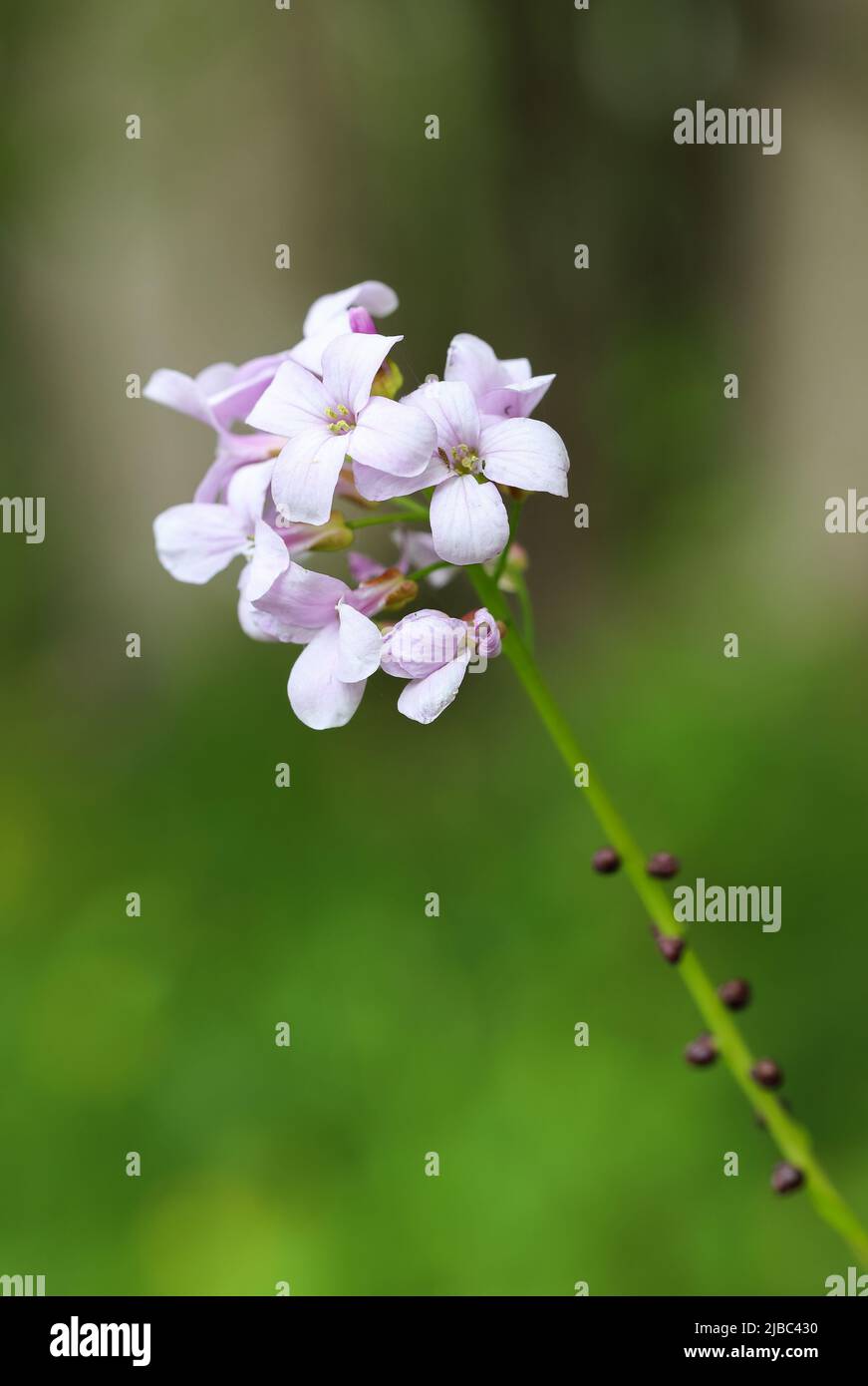 Dentaria bulbifera hi-res stock photography and images - Alamy
