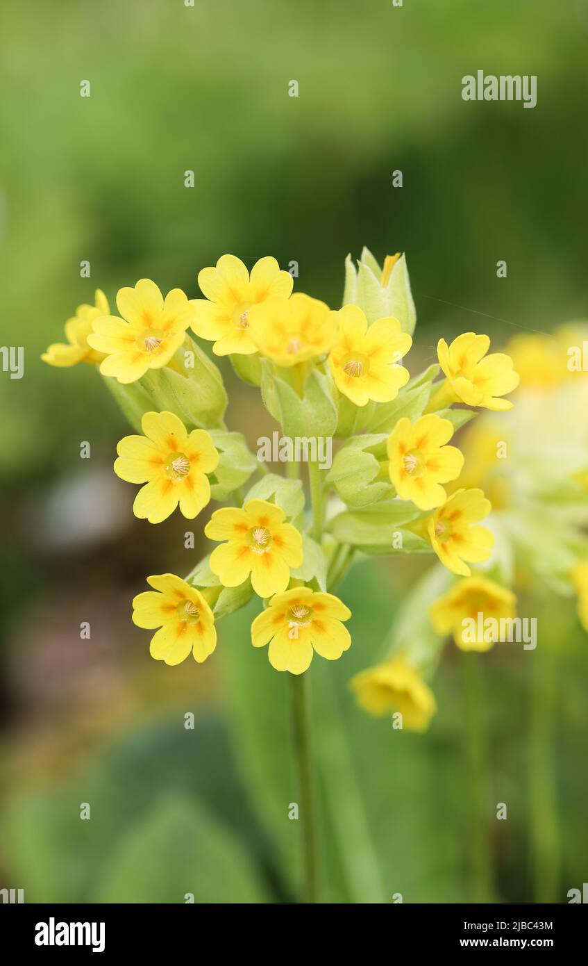 Primrose cowslip hi-res stock photography and images - Alamy