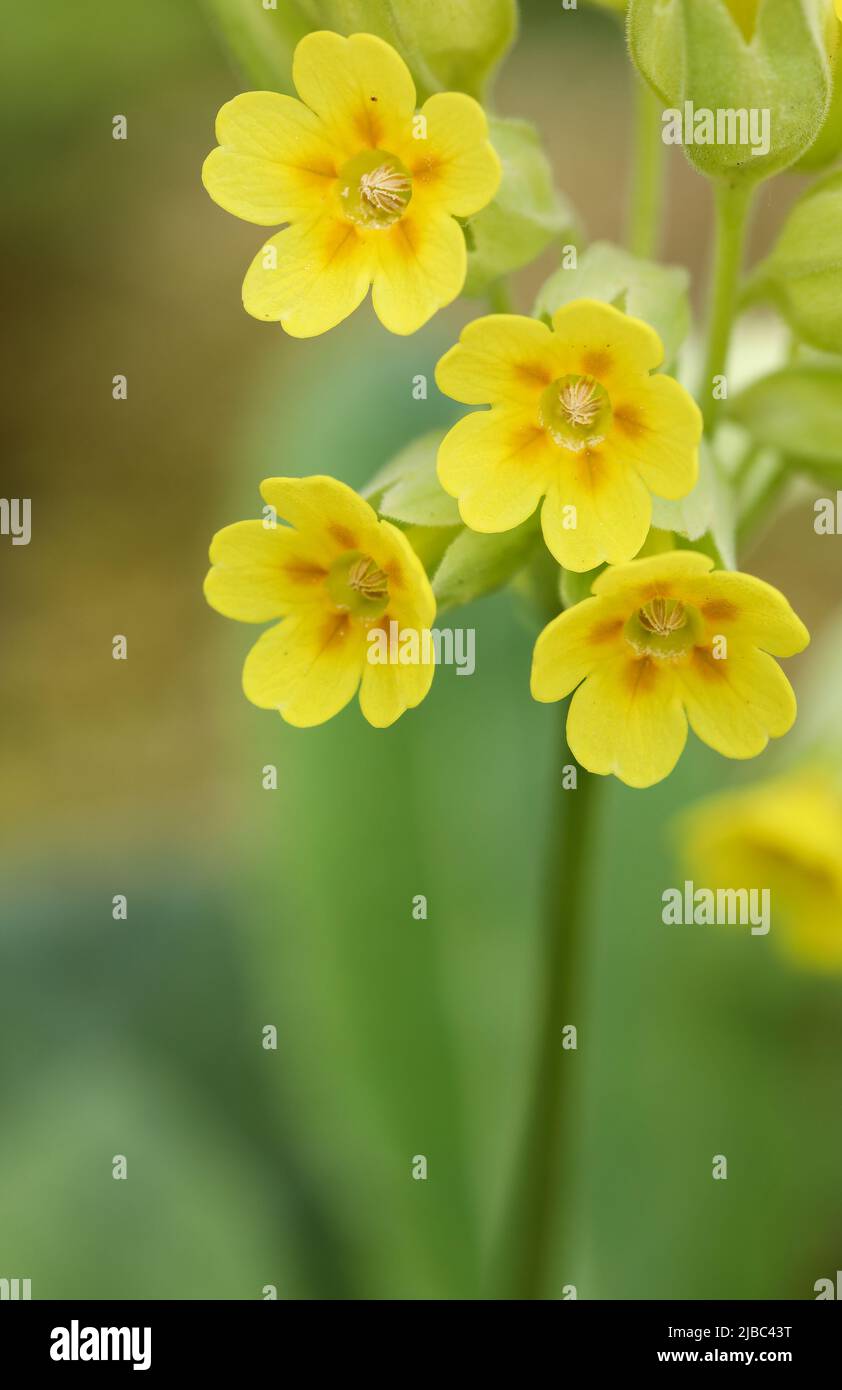 Primrose cowslip hi-res stock photography and images - Alamy