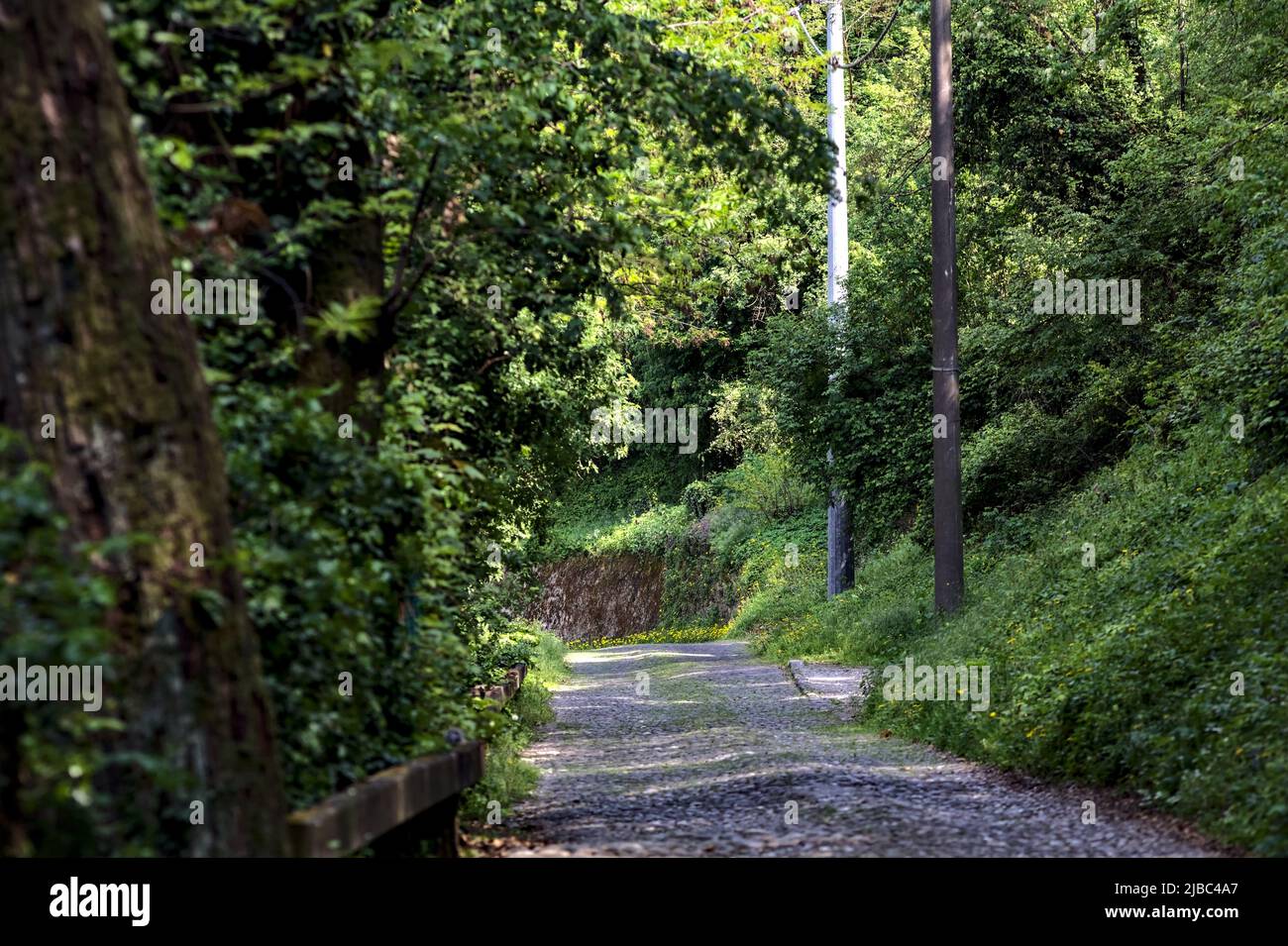 Shady forest path sunbeams hi-res stock photography and images - Alamy
