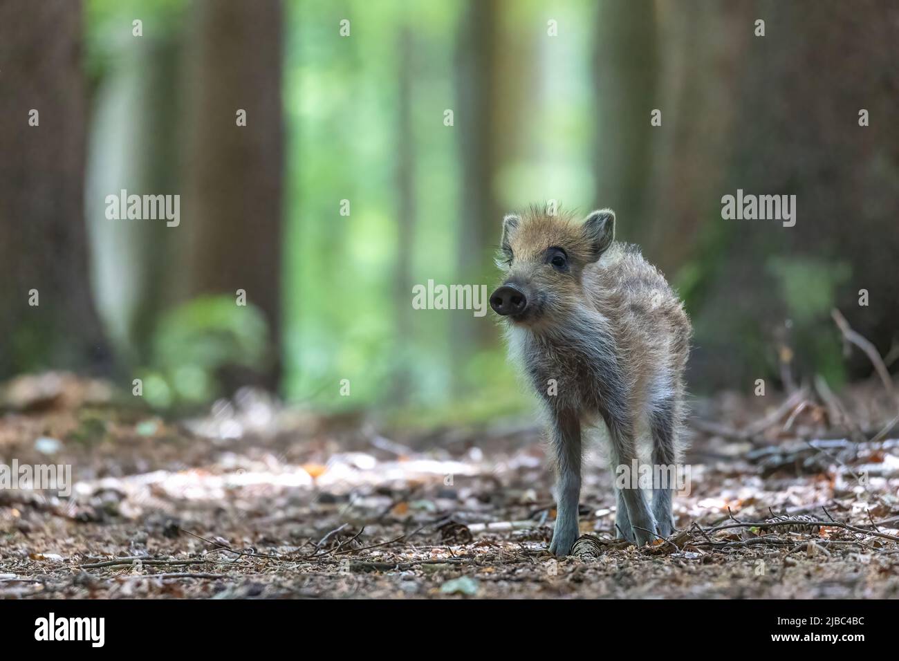 Young wild boar is posing in the forest. Horizontally Stock Photo - Alamy