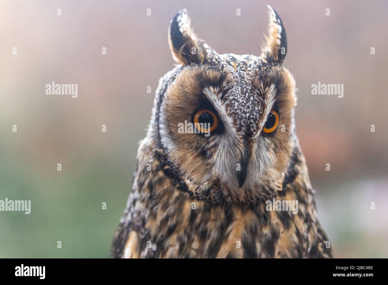 Front view portrait of Long-eared Owl closeup. Horizontally Stock Photo ...
