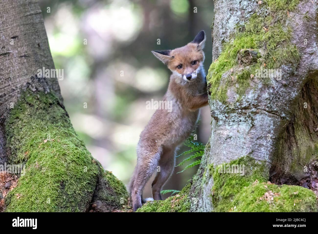 Adorable fox cub is standing on its hind legs among the trees ...