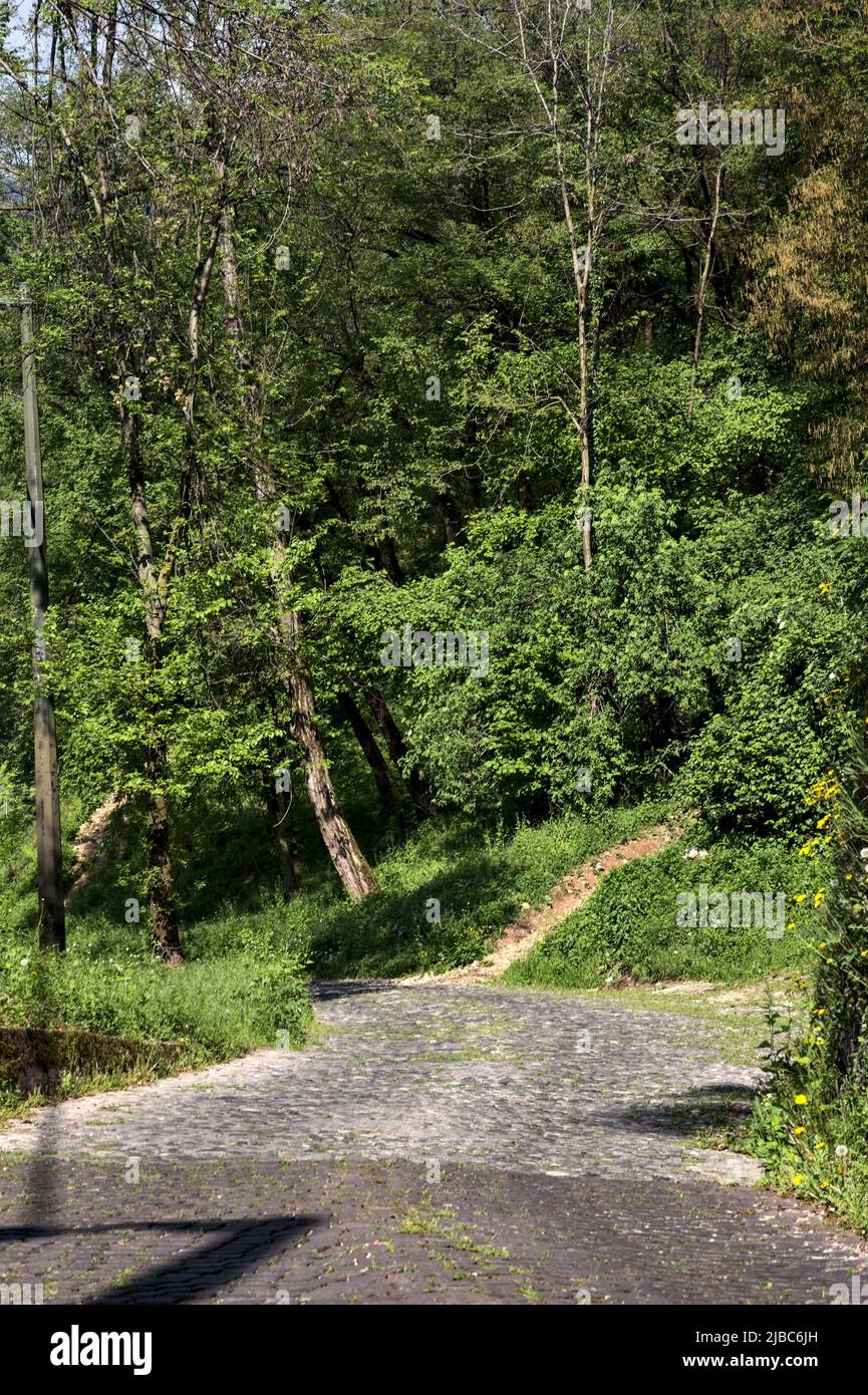 Forking tree hi-res stock photography and images - Alamy