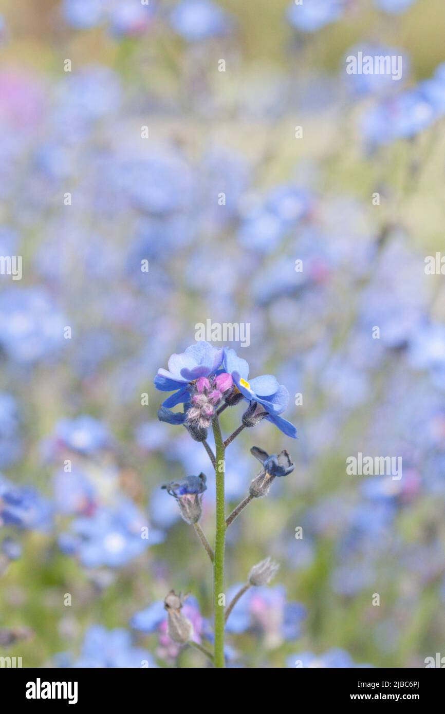 Single stem of forget-me-not in bloom, with an out of focus background ...