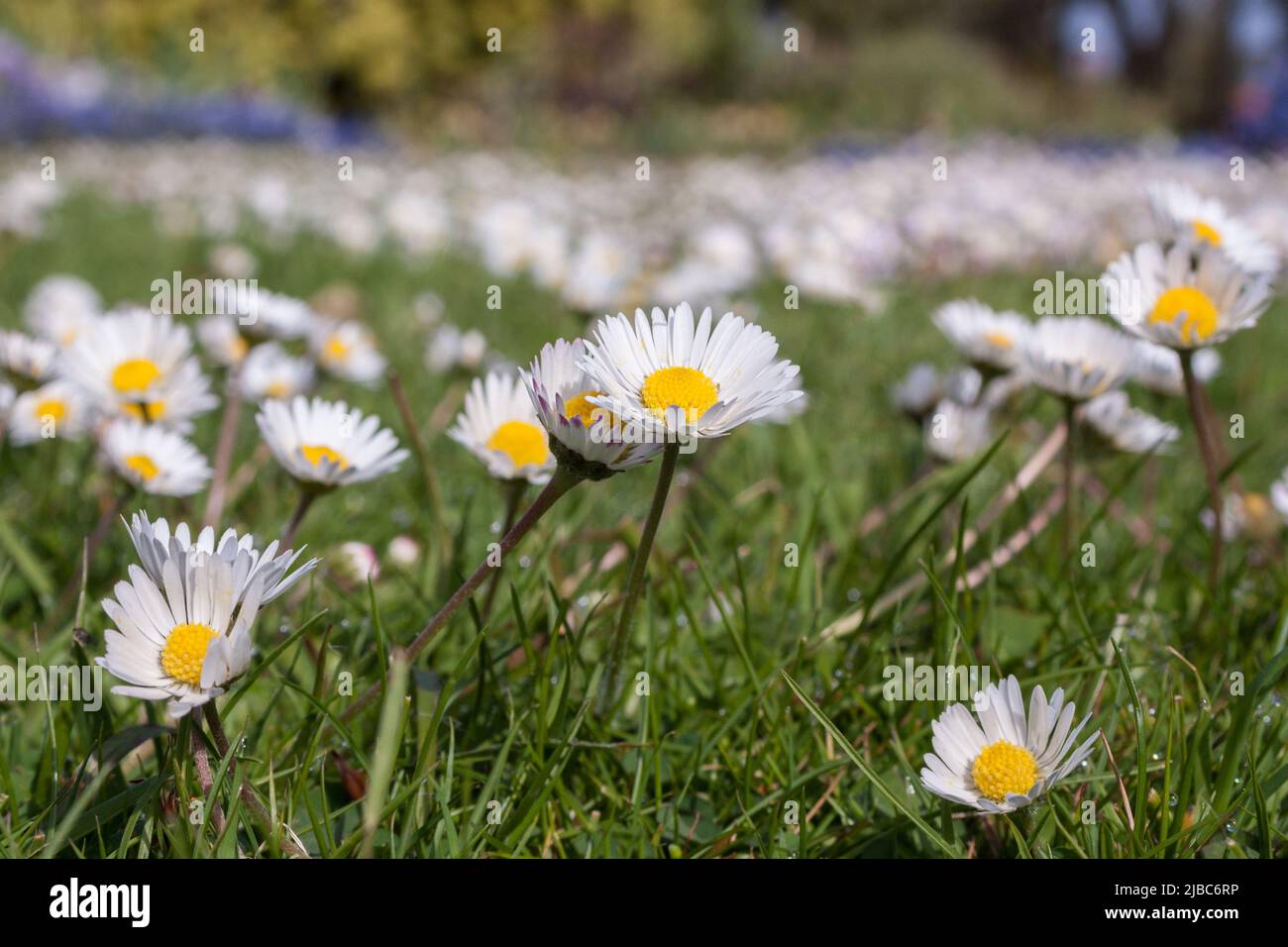 Broad swathes of English daisies (lawn daisy, common daisy, European ...
