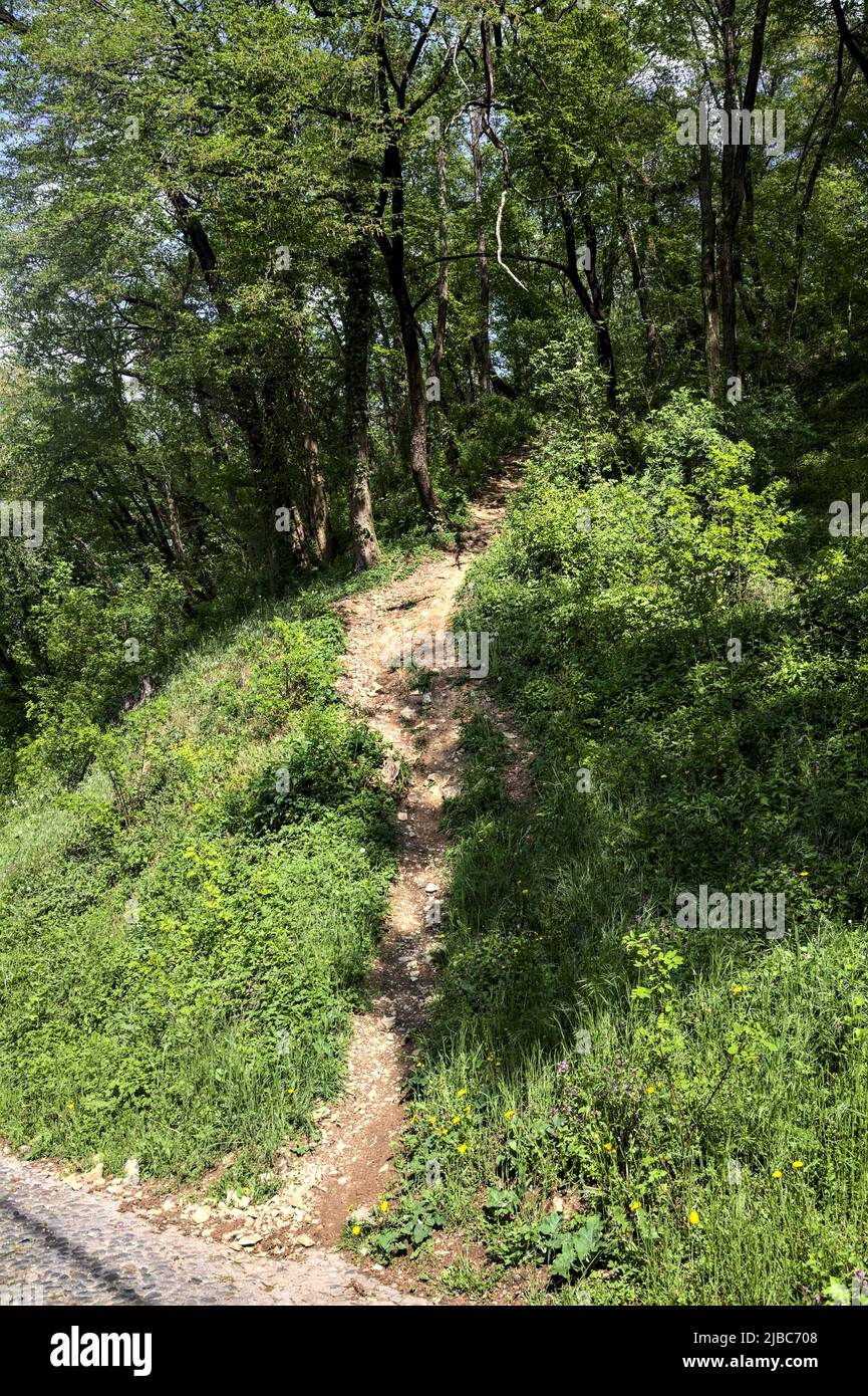 Downhill paved road in a forest forking with a dirt path that goes in ...