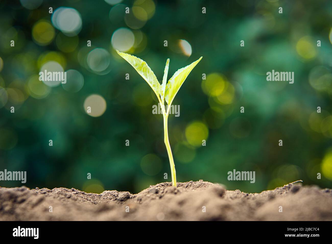 Cherry tree seedling hi-res stock photography and images - Alamy