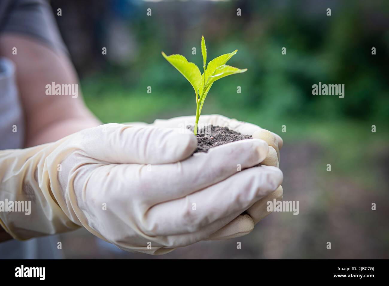 Cherry tree seedling hi-res stock photography and images - Alamy