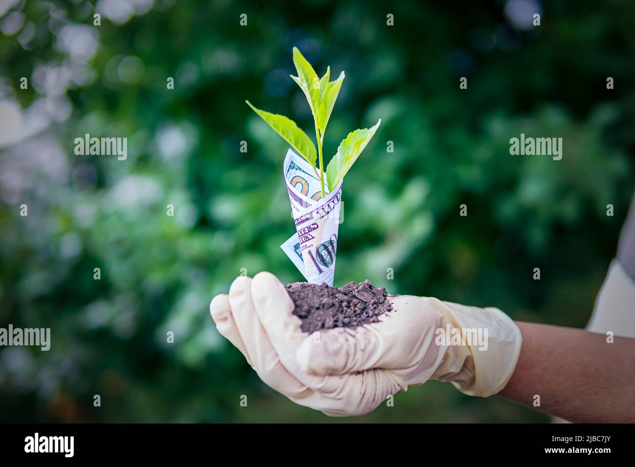 100 dollars are planted in the ground on a green background of the ...