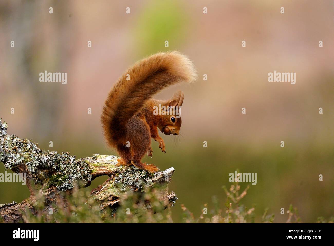 Very cute Red Squirrel seen wild in Scotland due to the Pine Martin ...