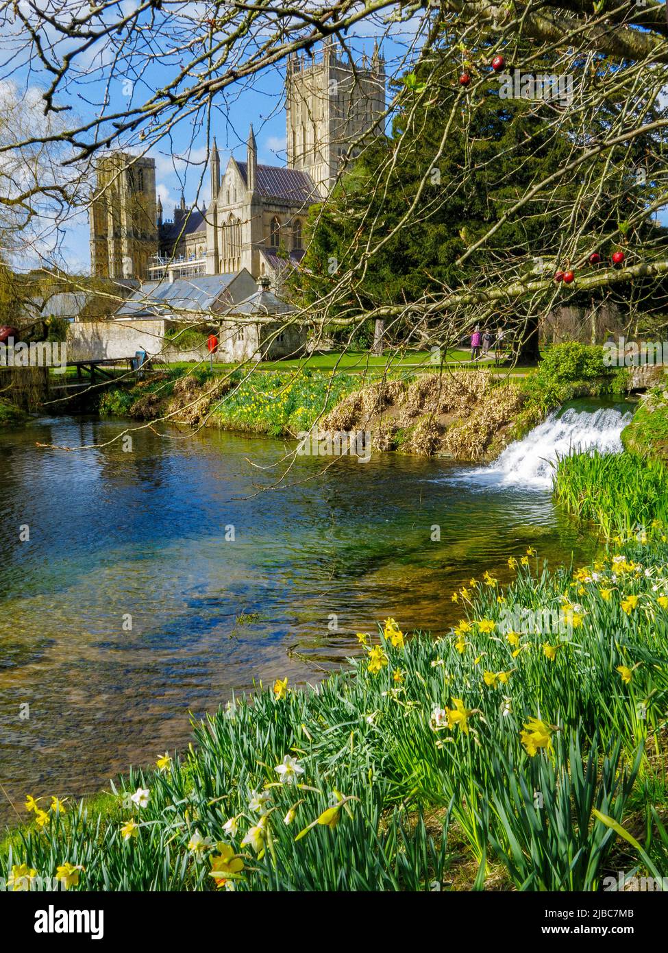 Wells Cathedral and the Bishop's Palace moat with spring daffodils ...
