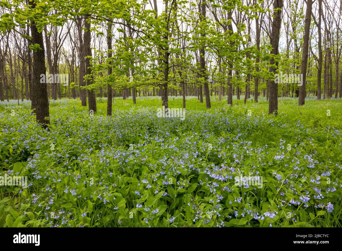 Blue Bell Wildflowers In The Woods During Spring Stock Photo - Alamy