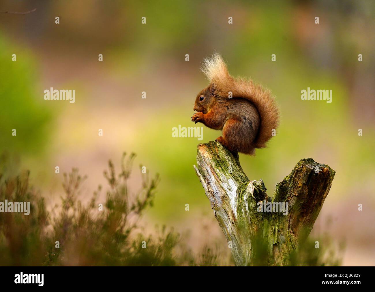 Very cute Red Squirrel seen wild in Scotland due to the Pine Martin ...