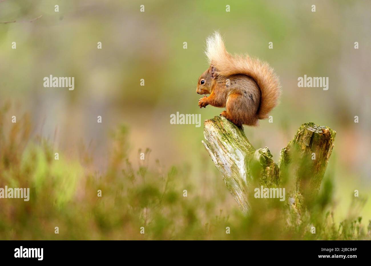 Very cute Red Squirrel seen wild in Scotland due to the Pine Martin ...