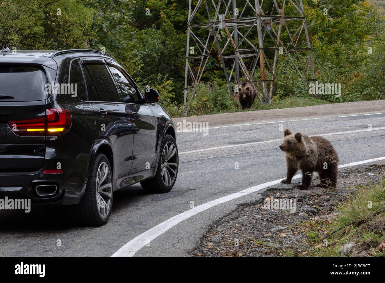 Two wild bears stand near a car on the road, Transfagaras, Romania ...