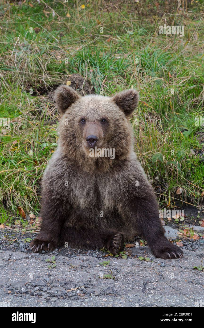Portrait of young wild bear in the forest with dark fur and snout from ...