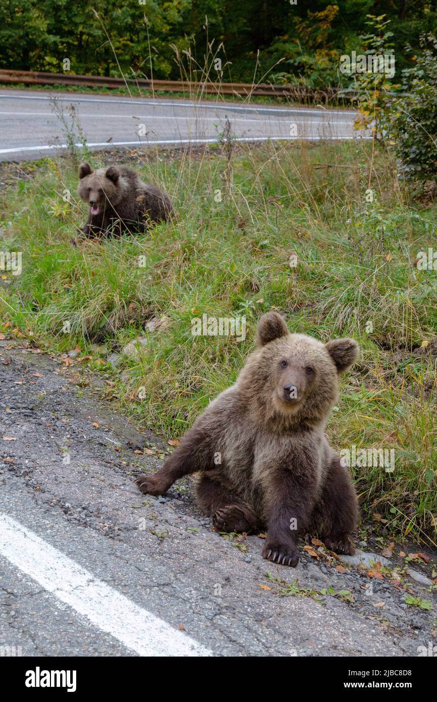 Small young wild animal siblings bears with dark fur and snout from ...