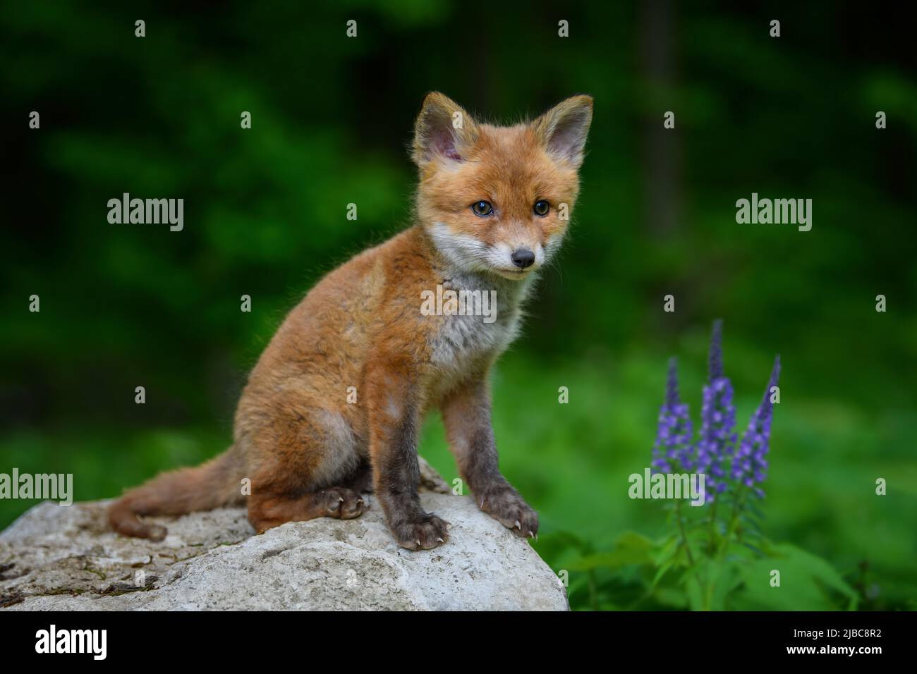 Red fox, vulpes vulpes, small young cub in forest on stone with violet ...