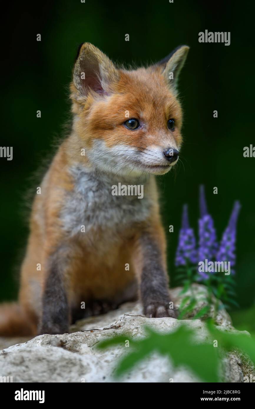Red fox, vulpes vulpes, small young cub in forest on stone with violet ...