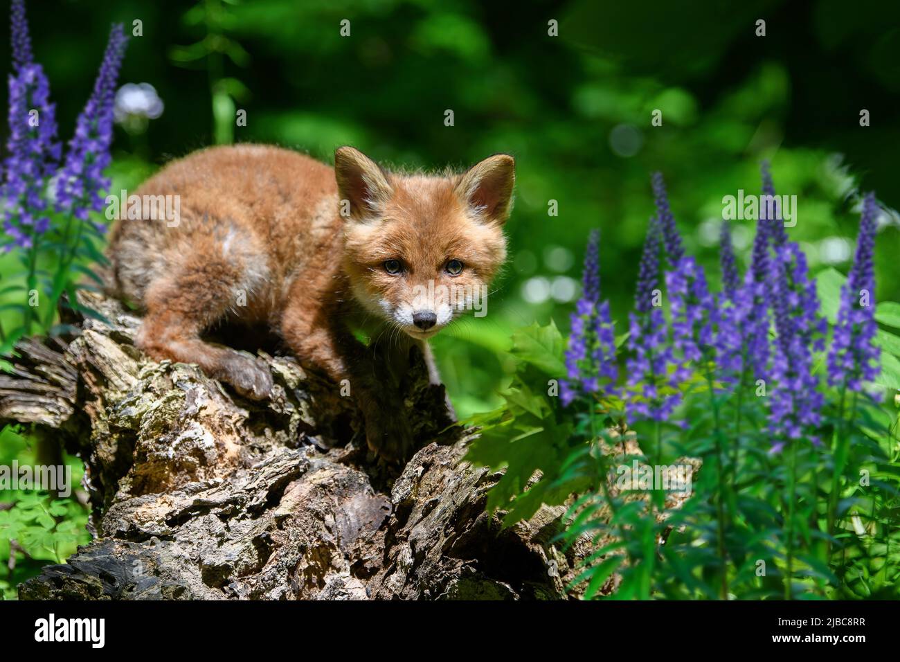 Red fox, vulpes vulpes, small young cub in forest on the stump. Cute ...