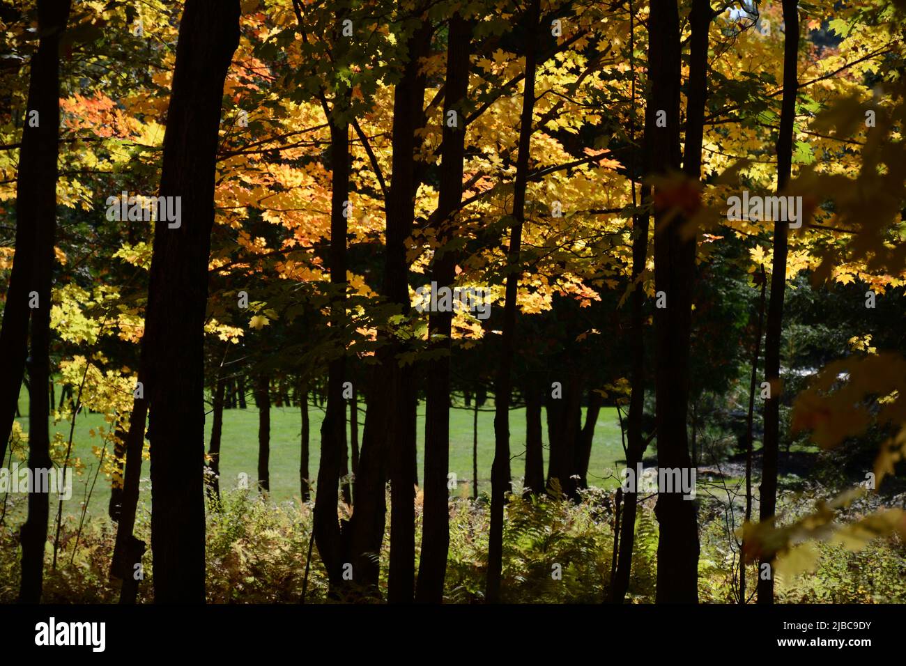 Autumn in country setting with country road Stock Photo - Alamy