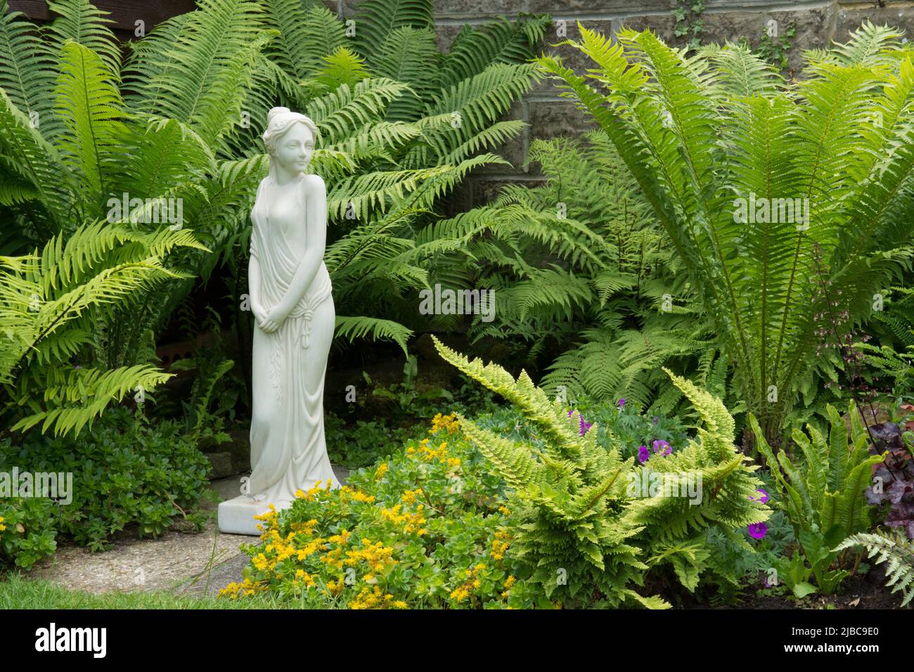 Shuttlecock fern, Ostrich Fern, Ostrich-Feather Fern, Matteuccia ...