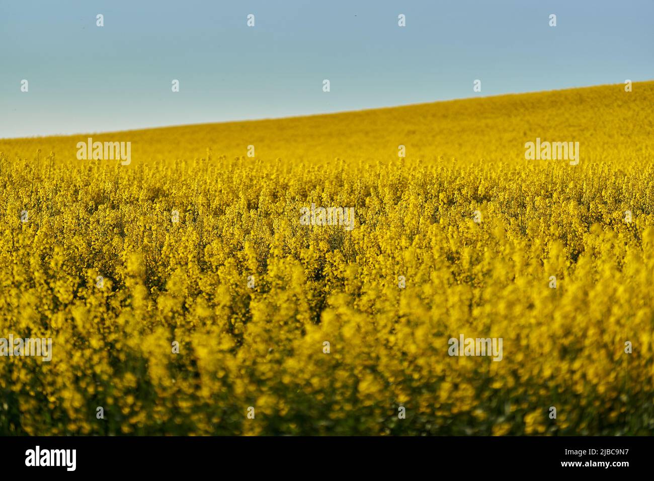Landscape with canola field under clear blue sky Stock Photo - Alamy